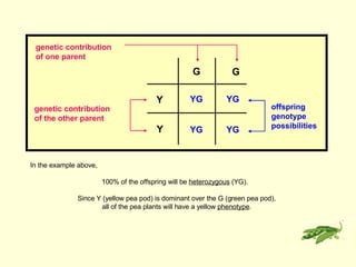Genetics - Using The Punnett Square | PPT