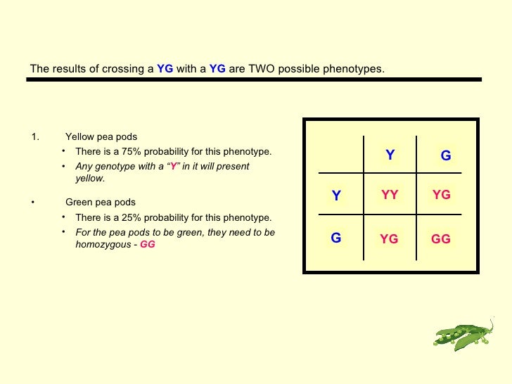 What Is A Punnett Square And Why Is It Useful In Genetics Punnett