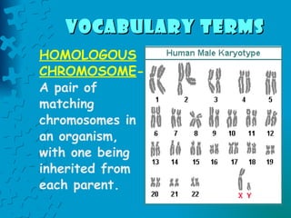 Genetics 1 | PPT