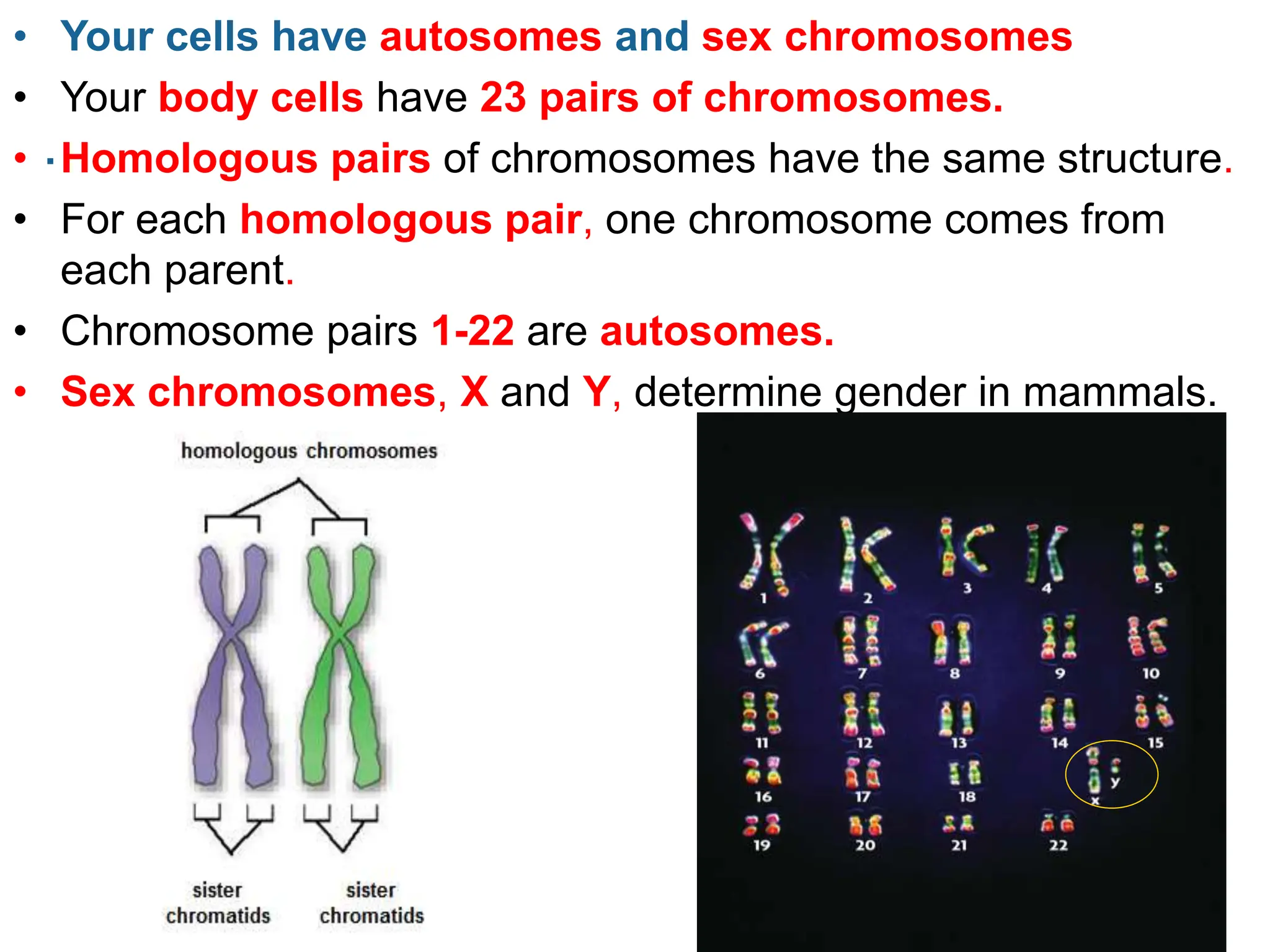 genetics presentation for secondary school | PPT