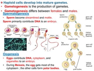 genetics presentation for secondary school | PPT