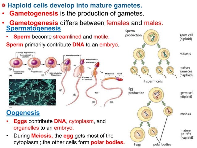 genetics presentation for secondary school | PPT | Infertility ...