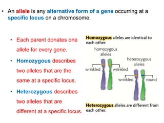 genetics presentation for secondary school | PPT