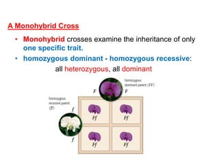 genetics presentation for secondary school | PPT