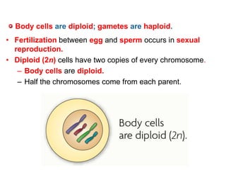 genetics presentation for secondary school | PPT