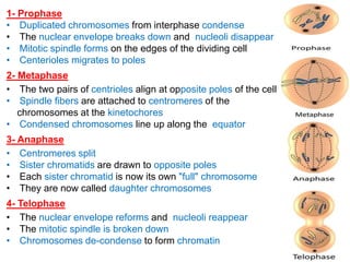 genetics presentation for secondary school | PPT
