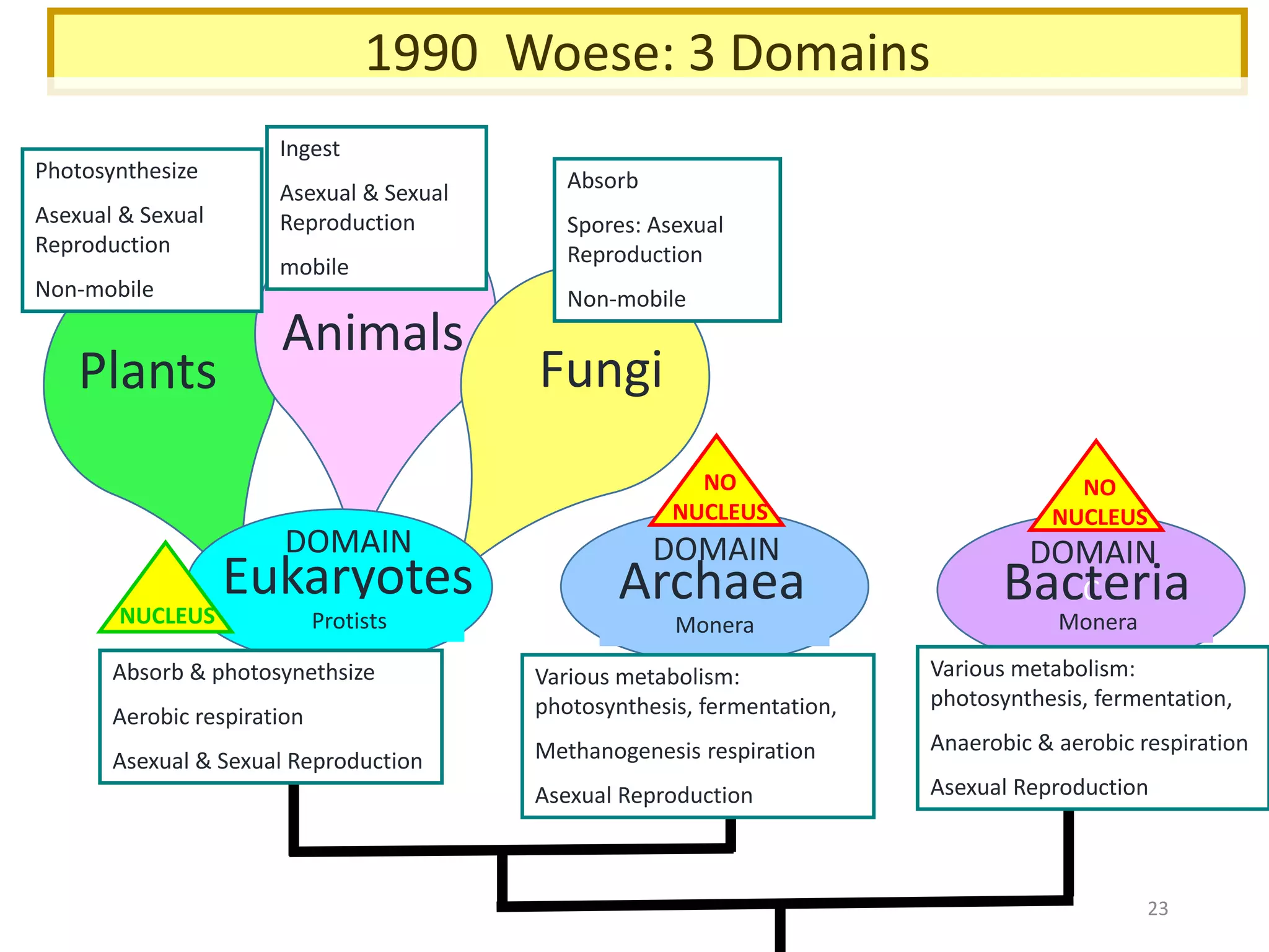 Genetics1 classification ranks and clades | PPTX | Biological Sciences ...
