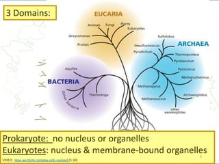 Genetics1 classification new. | PPT