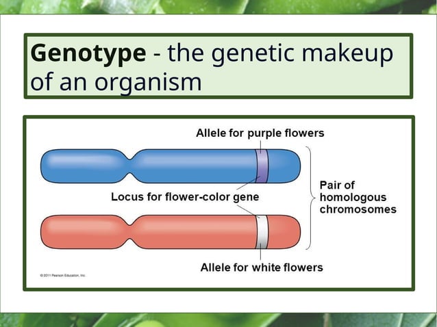 Mendelian Genetics and Punnet Square PPT | PPTX