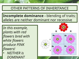 Mendelian Genetics and Punnet Square PPT | PPTX