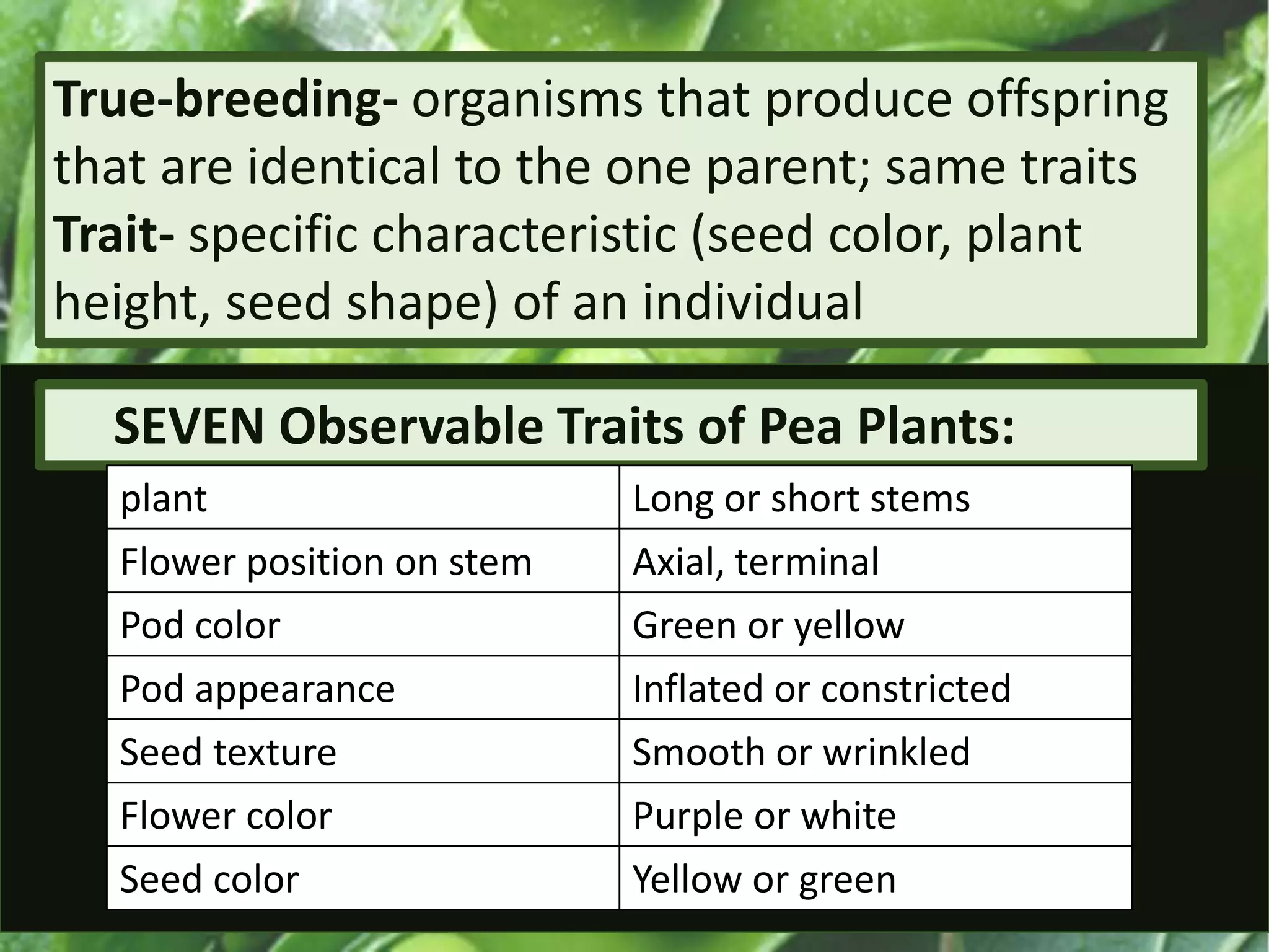 Genetics 1 Mendel Notes | PPTX