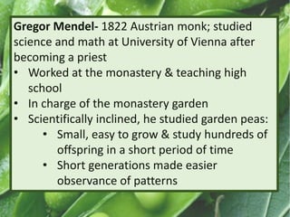 Genetics 1 Mendel Notes | PPTX