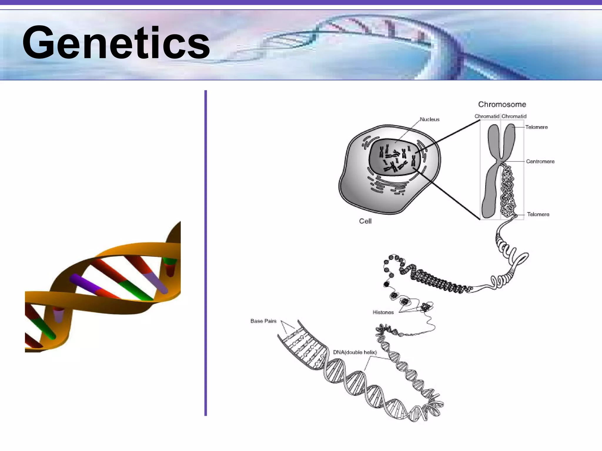 Genetics Notes | PPT