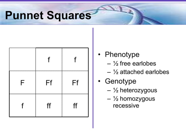 Genetics Notes | PPT | Genetics | Science