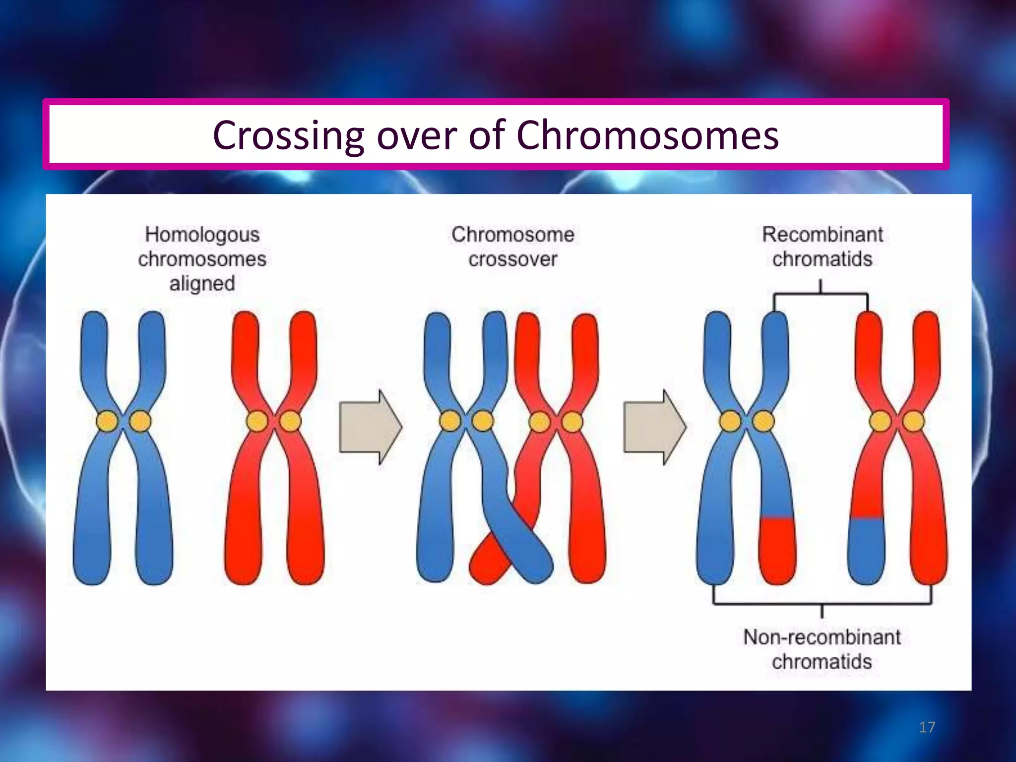 Genetics 2 Meiosis | PPT