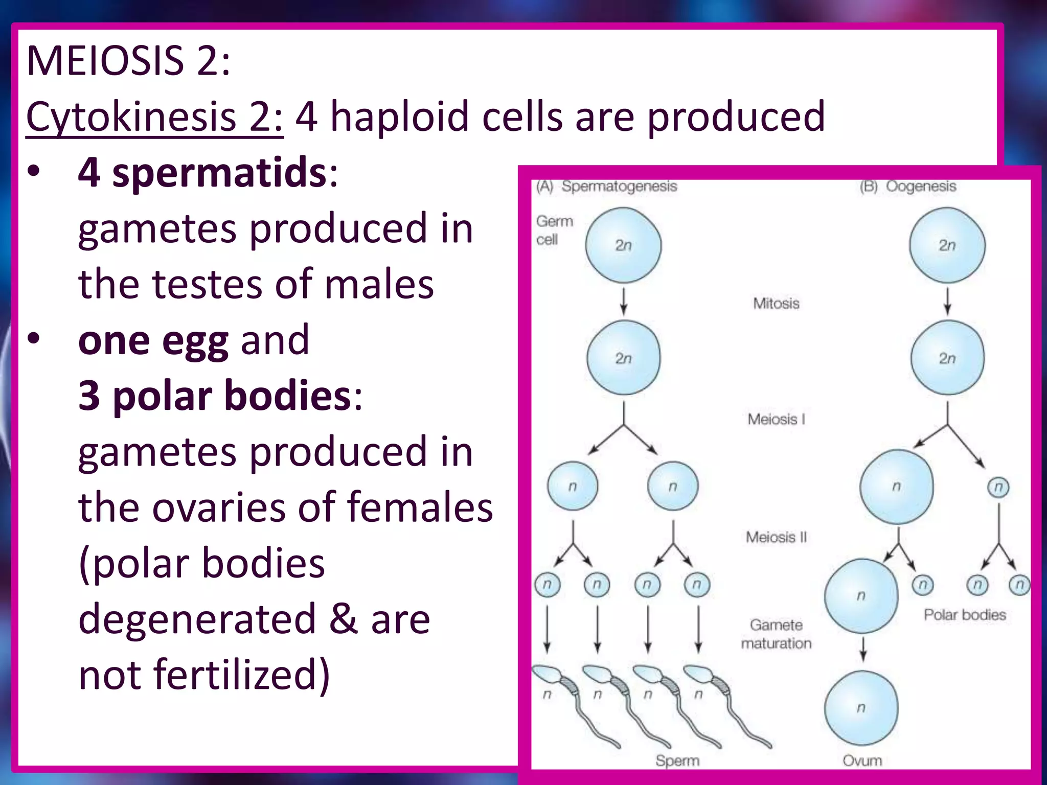 Genetics 2 Meiosis | PPT