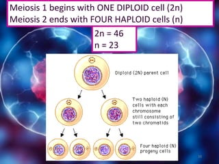 Genetics 2 Meiosis | PPT