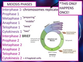 Genetics 2 Meiosis | PPT