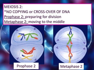 Genetics 2 Meiosis | PPT