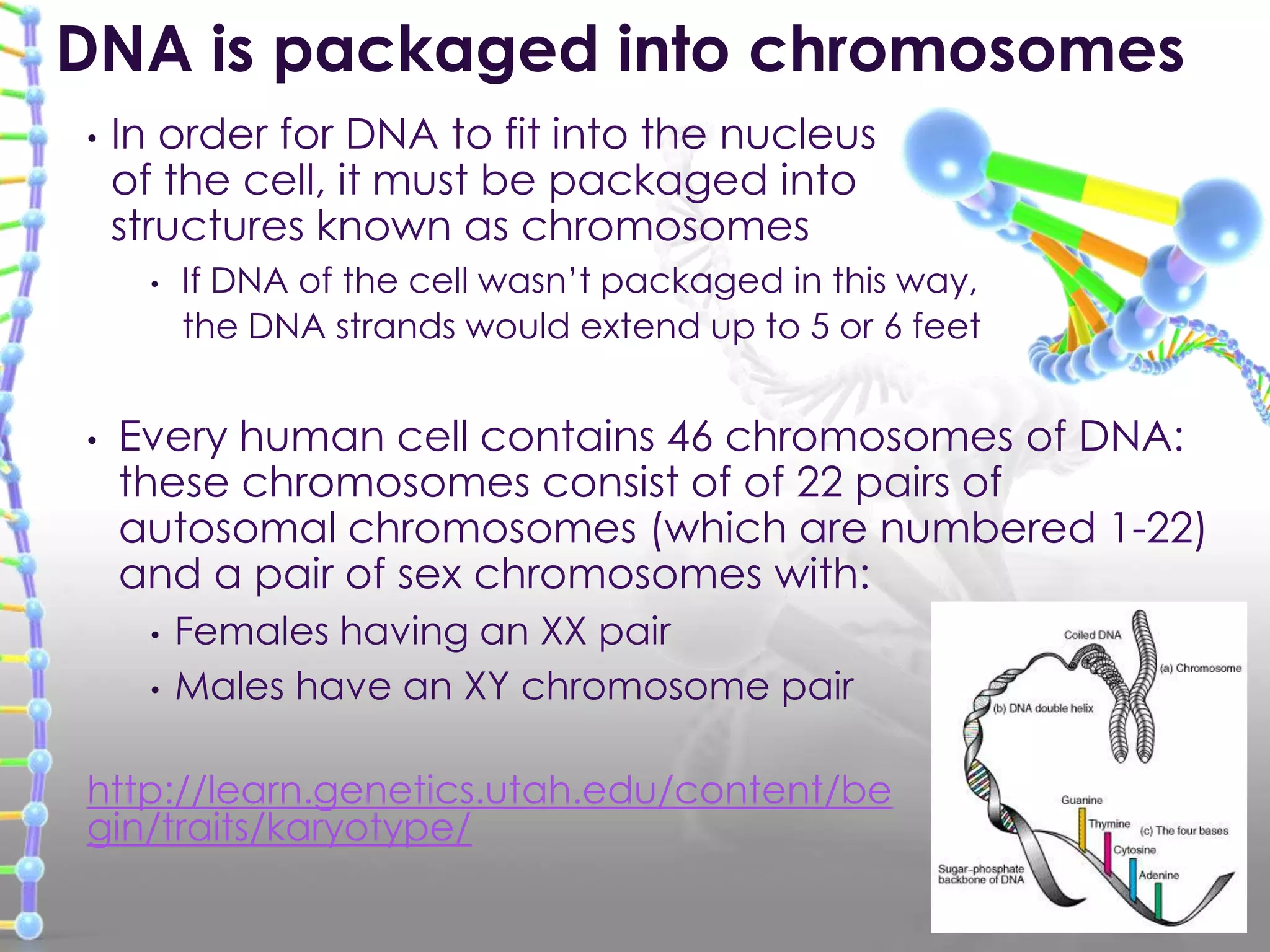 Genetics 2 tuesday presentation | PPTX