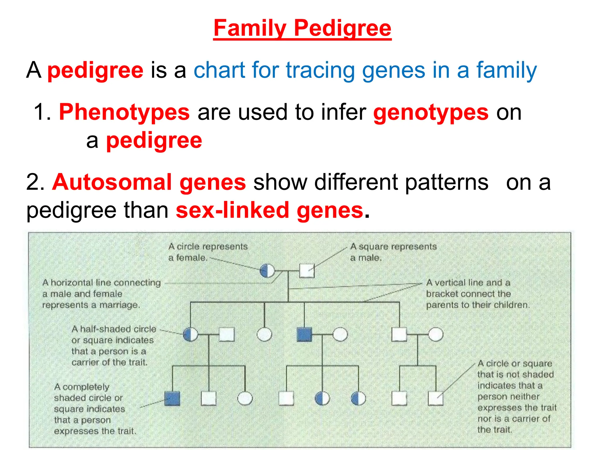 genetics 3 school final grade 10 american school | PDF