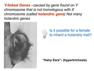 genetics 3 school final grade 10 american school | PDF