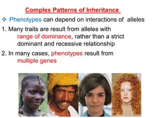 genetics 3 school final grade 10 american school | PDF