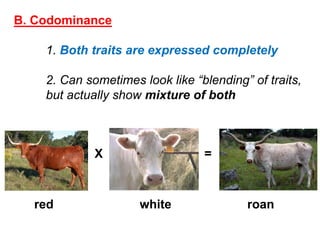 genetics 3 school final grade 10 american school | PDF