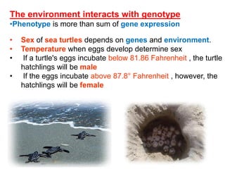 genetics 3 school final grade 10 american school | PDF
