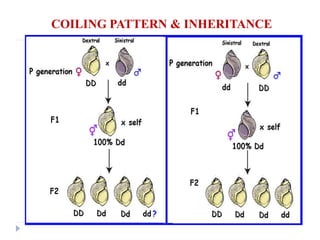 Genetics-Cytoplasmic Inheritance | PDF