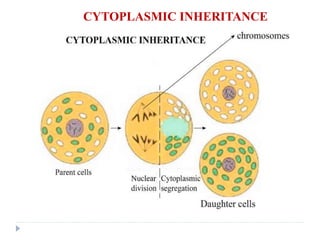 Genetics-Cytoplasmic Inheritance | PDF
