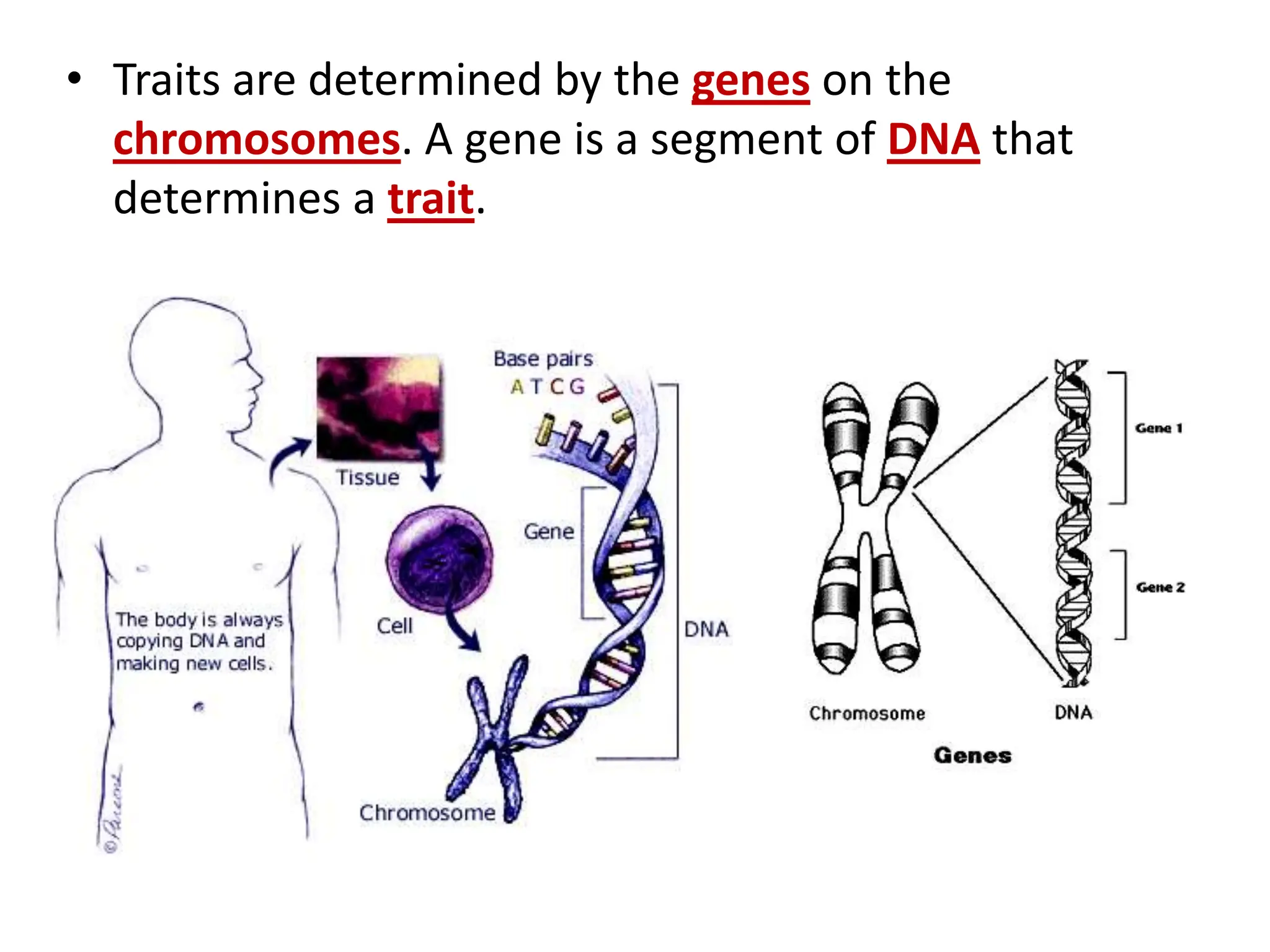 GENETICS 9 science 9 grade 9 curriculum.pptx