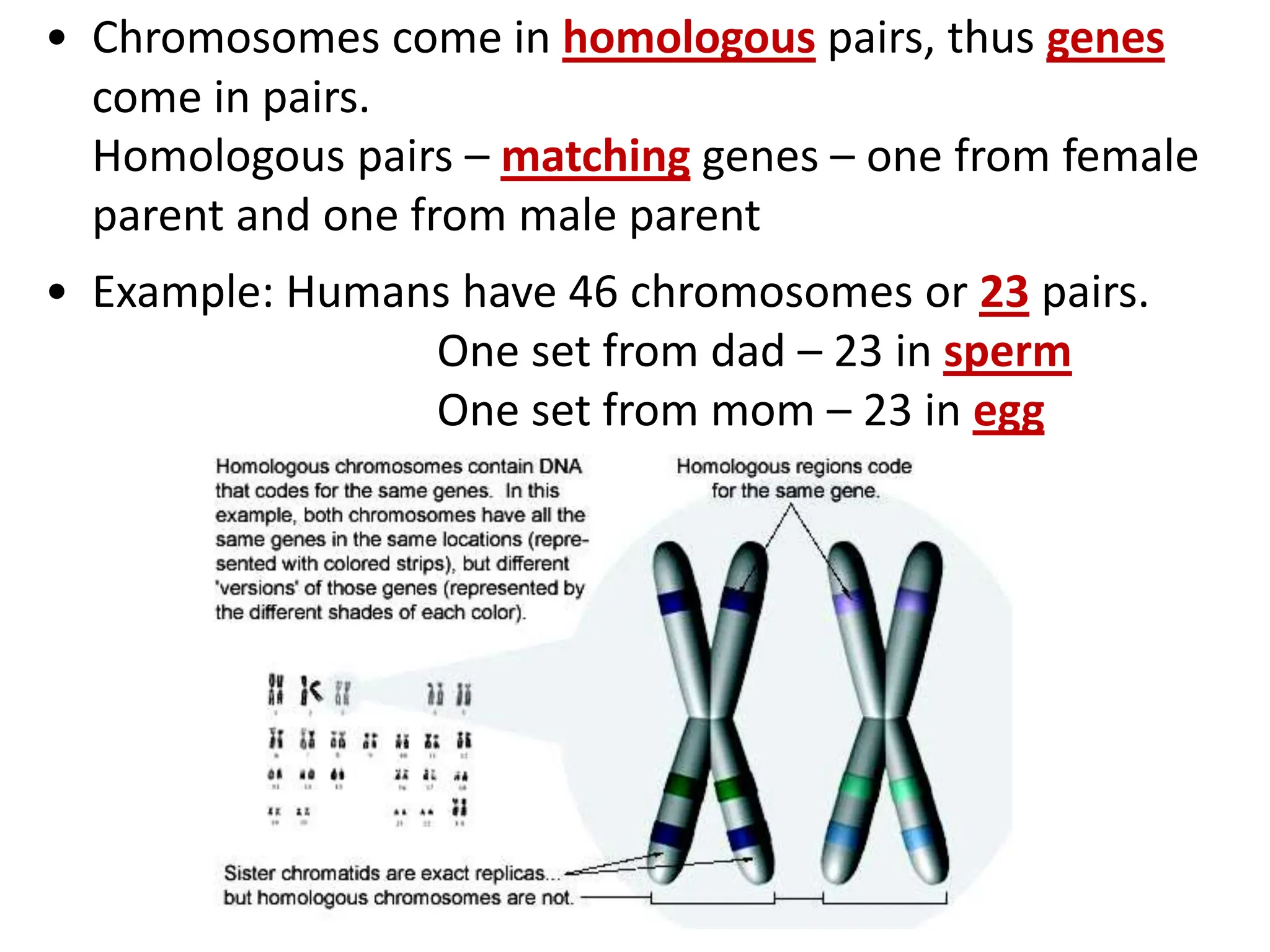 GENETICS 9 science 9 grade 9 curriculum.pptx