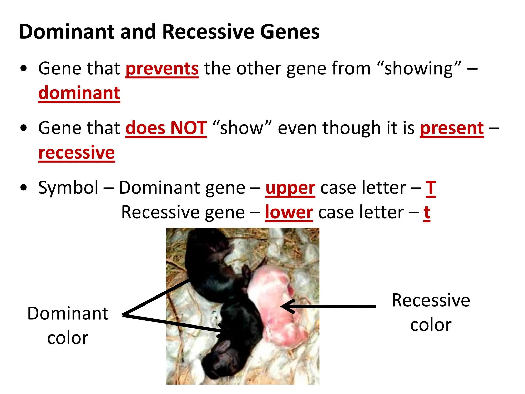 GENETICS 9 science 9 grade 9 curriculum.pptx