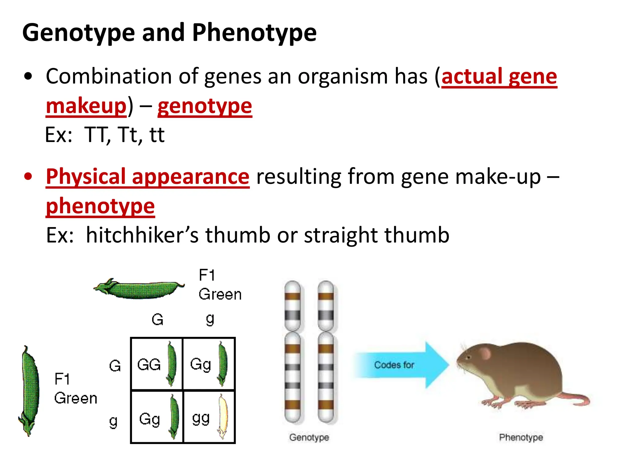GENETICS 9 science 9 grade 9 curriculum.pptx