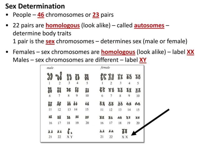 GENETICS 9 science 9 grade 9 curriculum.pptx | Genetics | Science