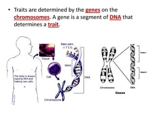 GENETICS 9 science 9 grade 9 curriculum.pptx