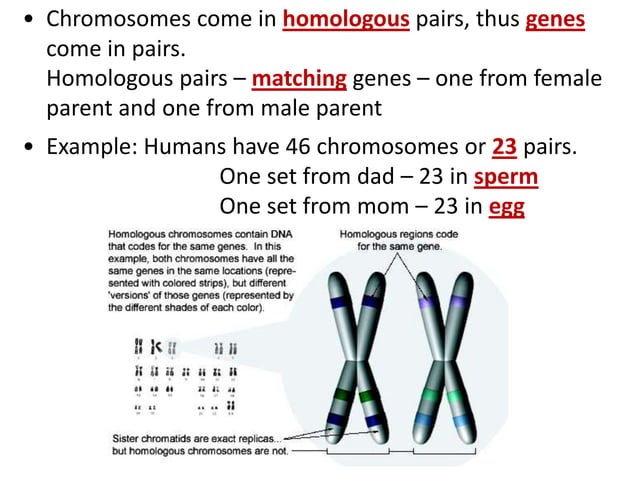 GENETICS 9 science 9 grade 9 curriculum.pptx | Genetics | Science