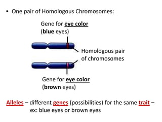 GENETICS 9 science 9 grade 9 curriculum.pptx