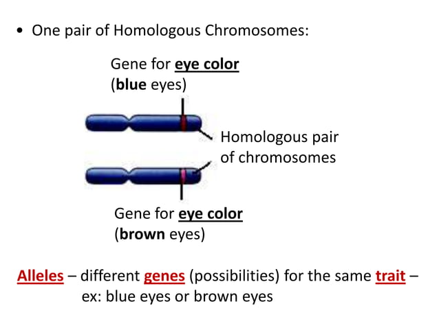 GENETICS 9 science 9 grade 9 curriculum.pptx | Genetics | Science