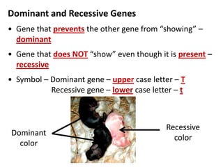 GENETICS 9 science 9 grade 9 curriculum.pptx