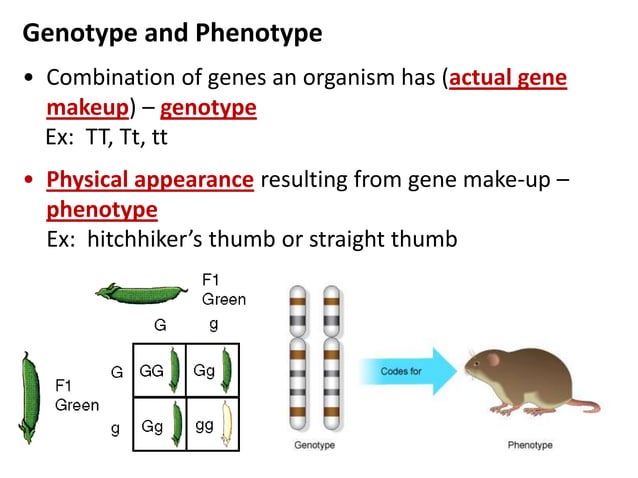 GENETICS 9 science 9 grade 9 curriculum.pptx | Genetics | Science