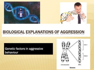 Genetics and aggression A2 | PPTX