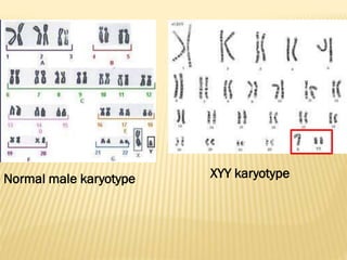 Genetics and aggression A2 | PPTX