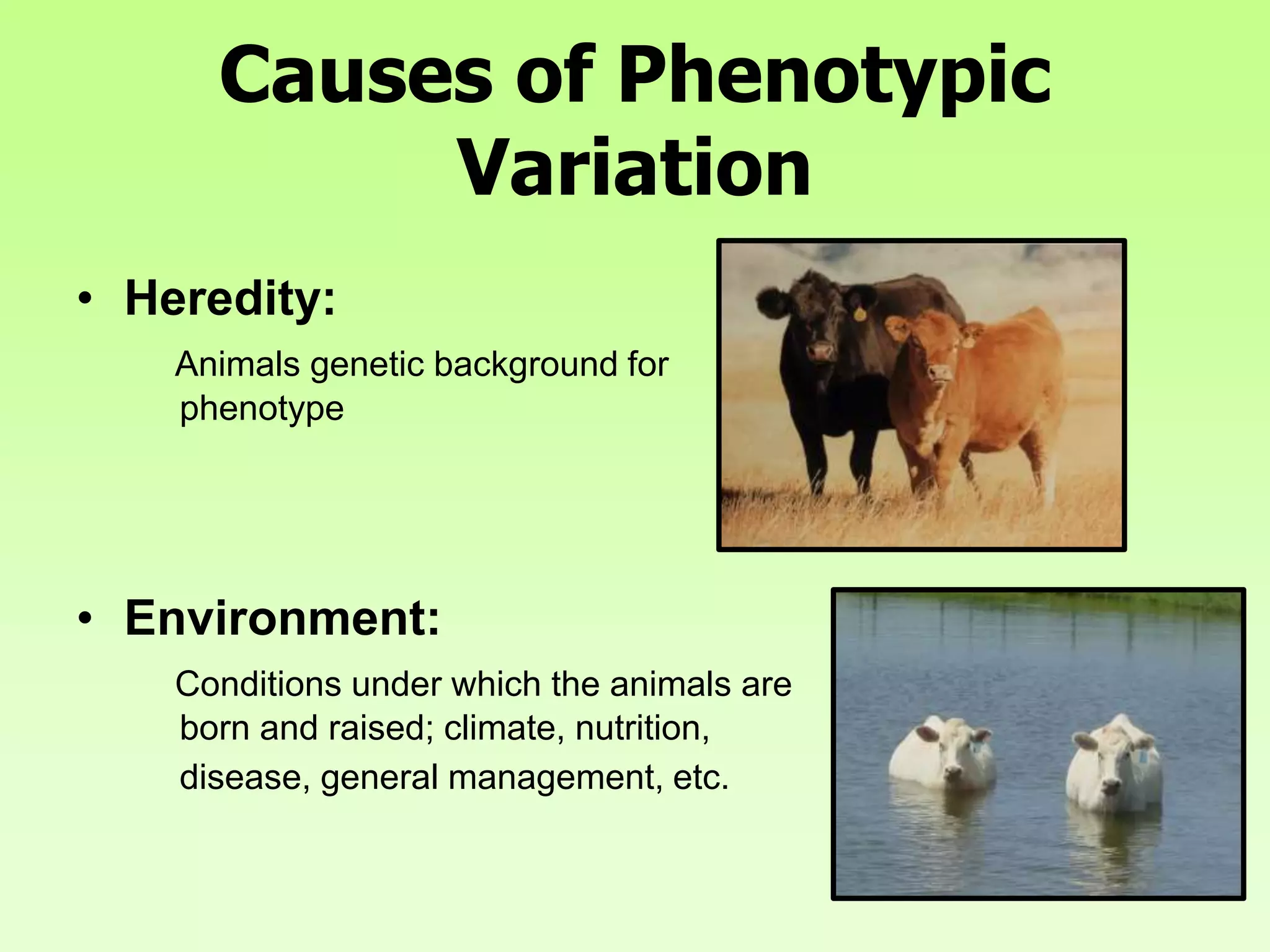GeneticsandBreeding.pptx