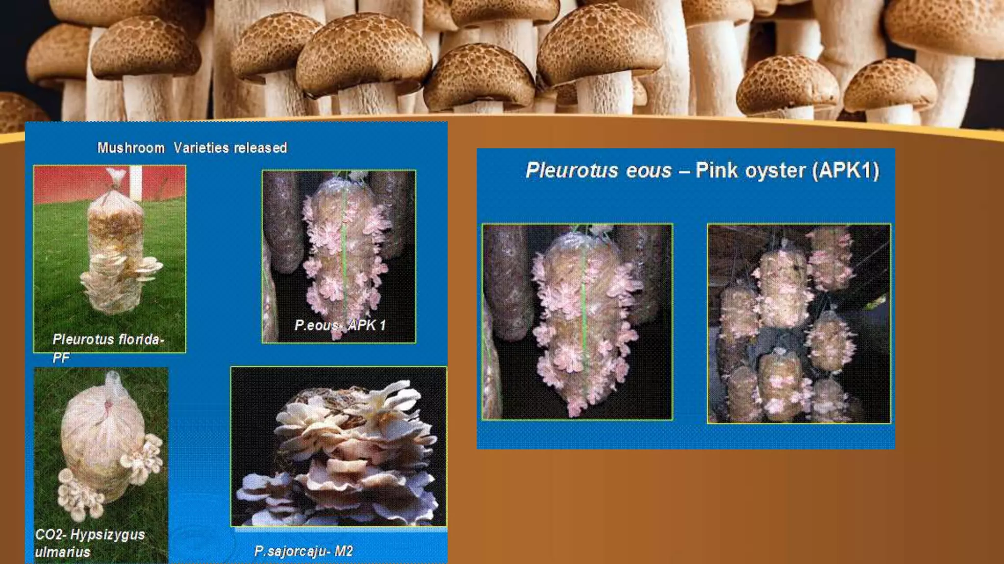 Genetics and breeding of cultivated mushroom | PPTX
