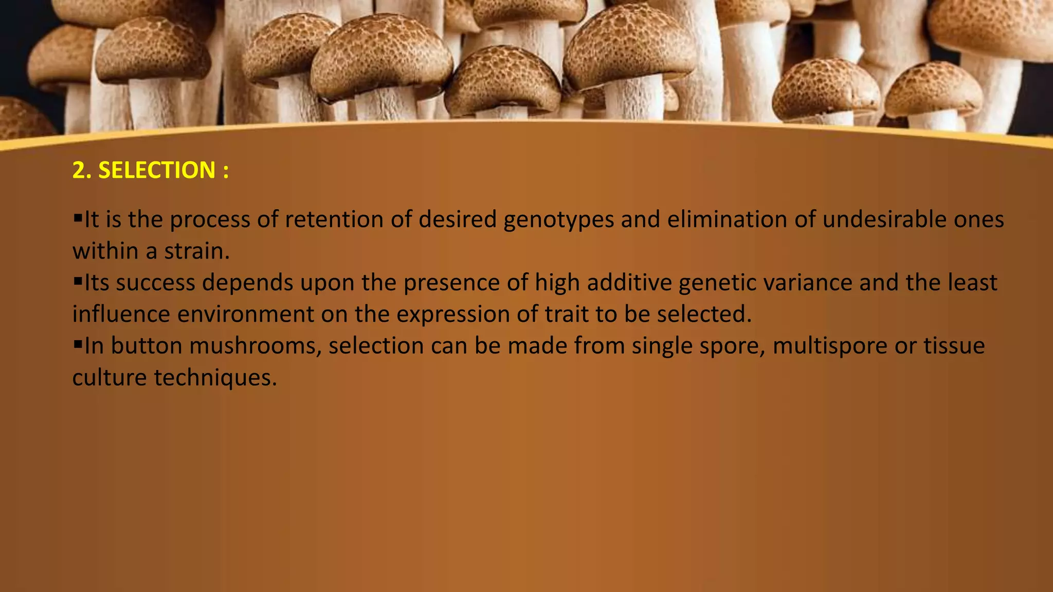 Genetics and breeding of cultivated mushroom | PPTX
