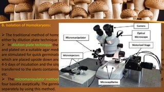 Genetics and breeding of cultivated mushroom | PPTX