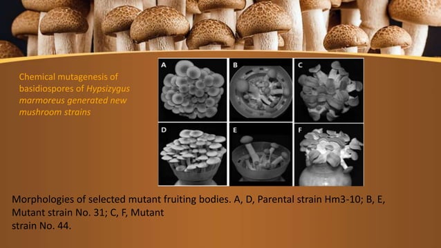 Genetics and breeding of cultivated mushroom | PPTX | Agriculture ...