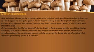 Genetics and breeding of cultivated mushroom | PPTX